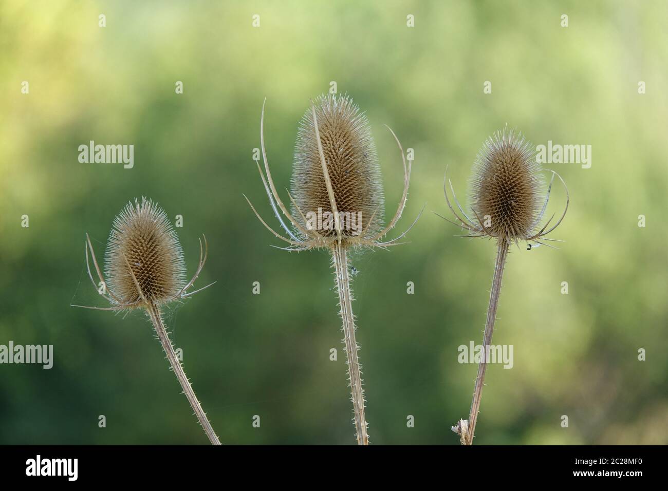 Graue pflanze -Fotos und -Bildmaterial in hoher Auflösung – Alamy