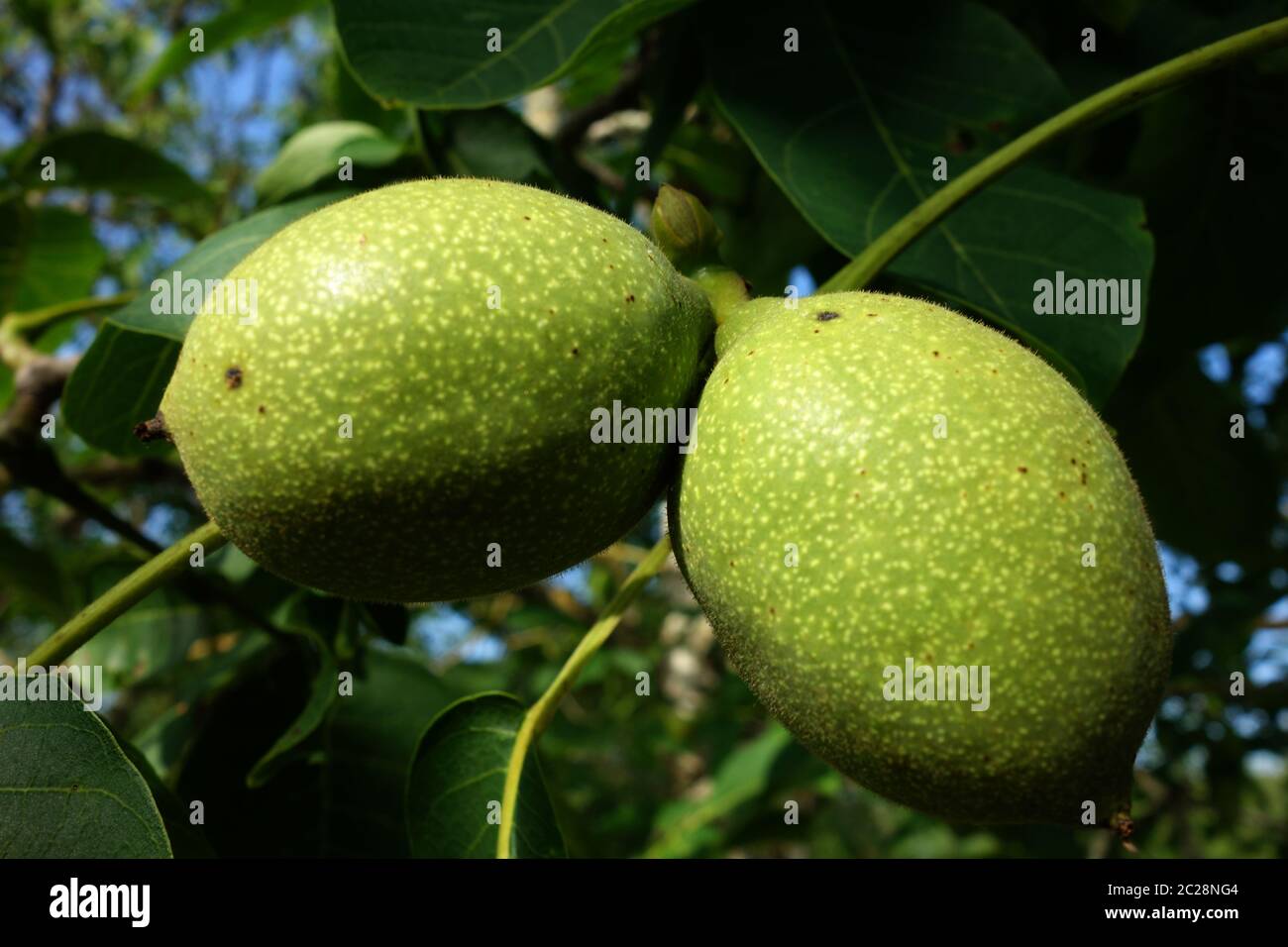 Walnussfamilie juglandaceae -Fotos und -Bildmaterial in hoher Auflösung ...