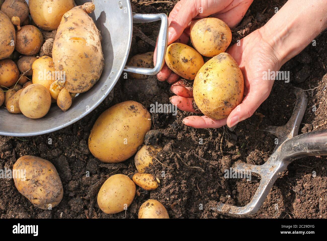 Wunderschne Kartoffeln Zweimal Ernten Fotos