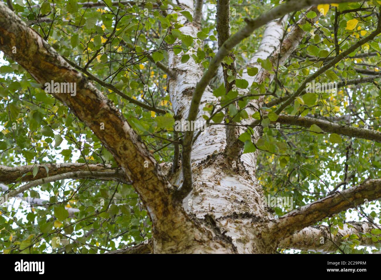 Alte birke -Fotos und -Bildmaterial in hoher Auflösung – Alamy