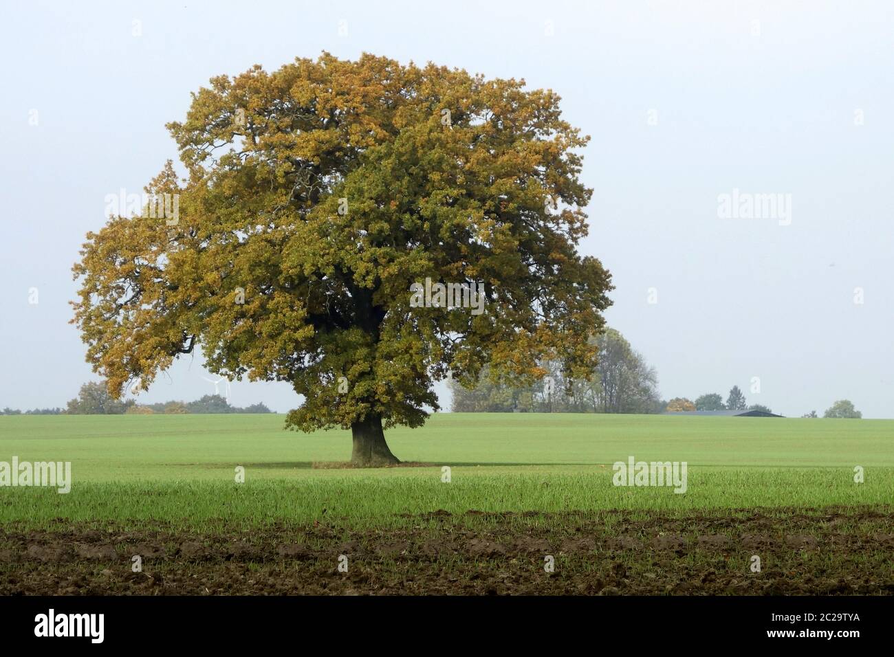 Alte eiche im feld -Fotos und -Bildmaterial in hoher Auflösung – Alamy