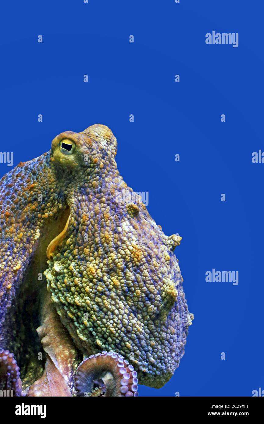 Krake oktopus vulgaris -Fotos und -Bildmaterial in hoher Auflösung – Alamy