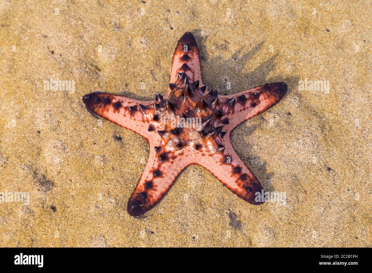Roter seestern am strand -Fotos und -Bildmaterial in hoher Auflösung ...