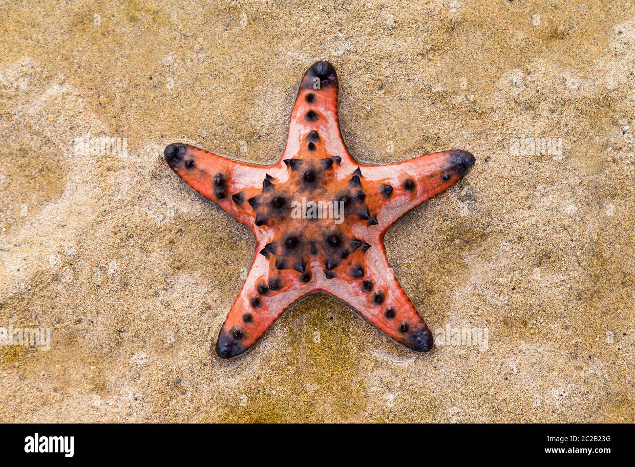 Roter seestern am strand -Fotos und -Bildmaterial in hoher Auflösung ...