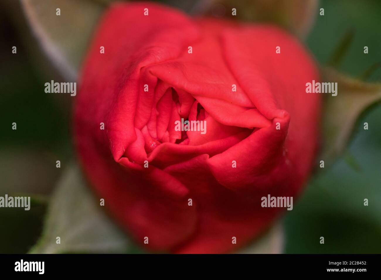 Geschlossene rose -Fotos und -Bildmaterial in hoher Auflösung – Alamy