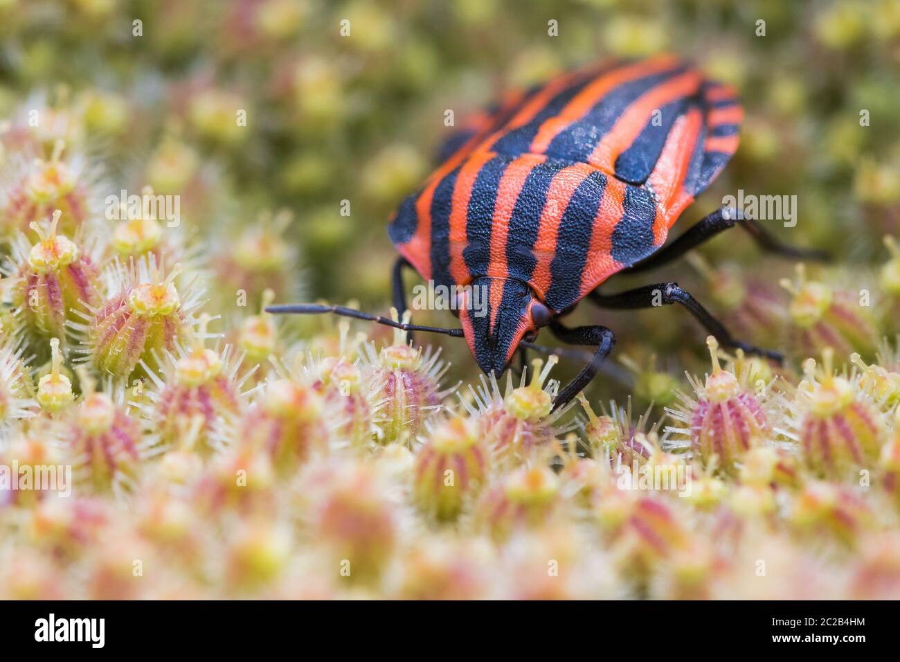 Erstaunlich Schwarz Oranger Käfer Mit Stacheln Fotos