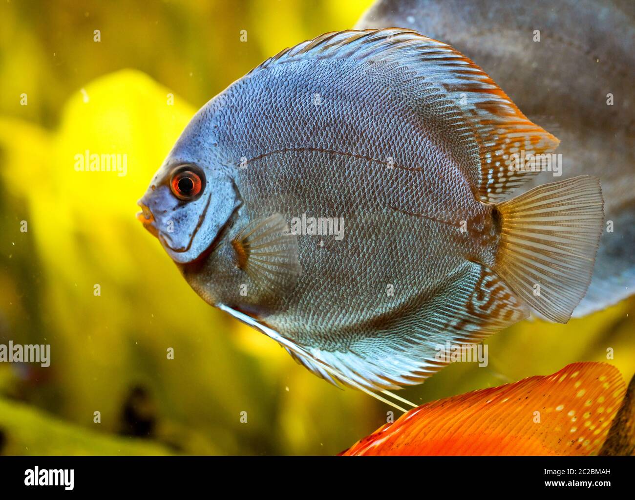 Gelber diskus -Fotos und -Bildmaterial in hoher Auflösung – Alamy