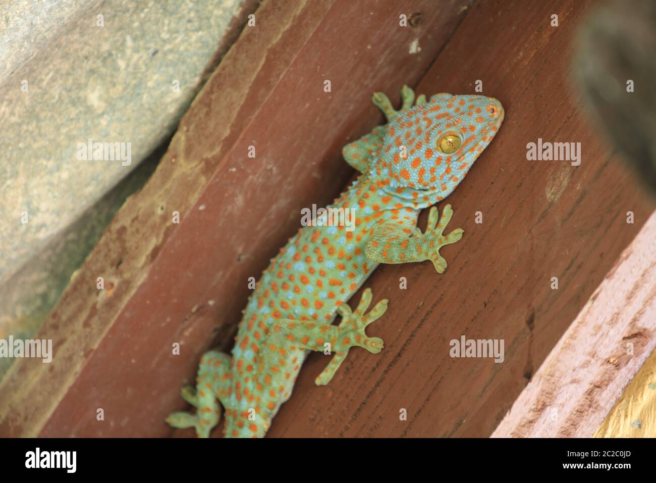 Tokay gecko gekko gecko in -Fotos und -Bildmaterial in hoher Auflösung ...