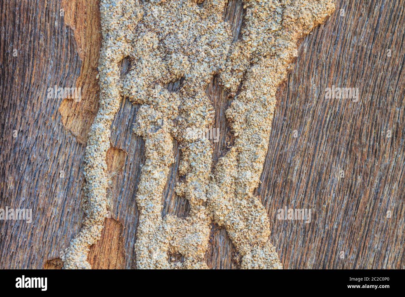 Erde holz termiten -Fotos und -Bildmaterial in hoher Auflösung – Alamy