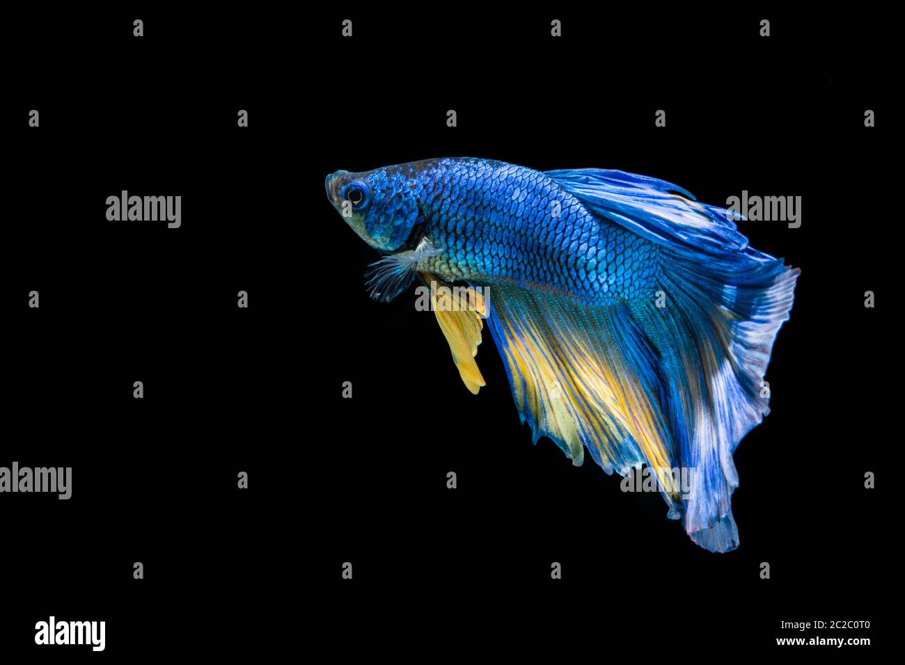 Blaue und gelbe fische Stockfotos und -bilder Kaufen - Alamy