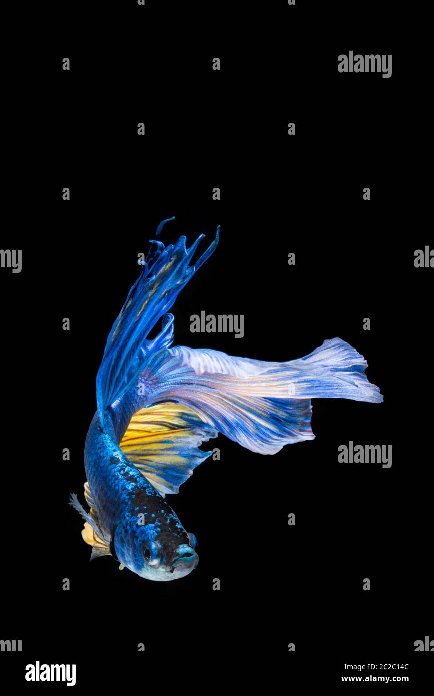 Blauer siamesischer kampffisch -Fotos und -Bildmaterial in hoher ...