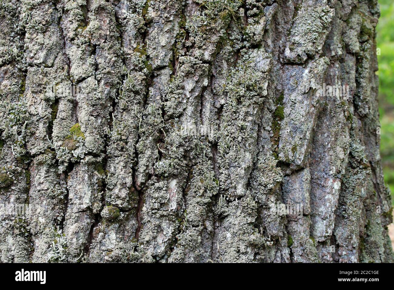 Eiche flechten -Fotos und -Bildmaterial in hoher Auflösung – Alamy