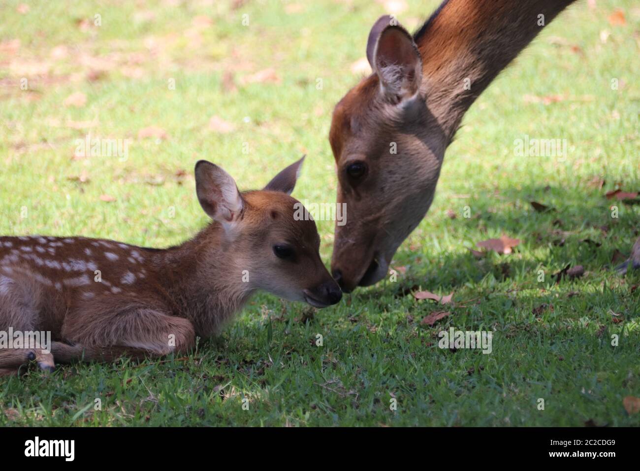 Hirsche und jungtiere Stockfotos und -bilder Kaufen - Alamy