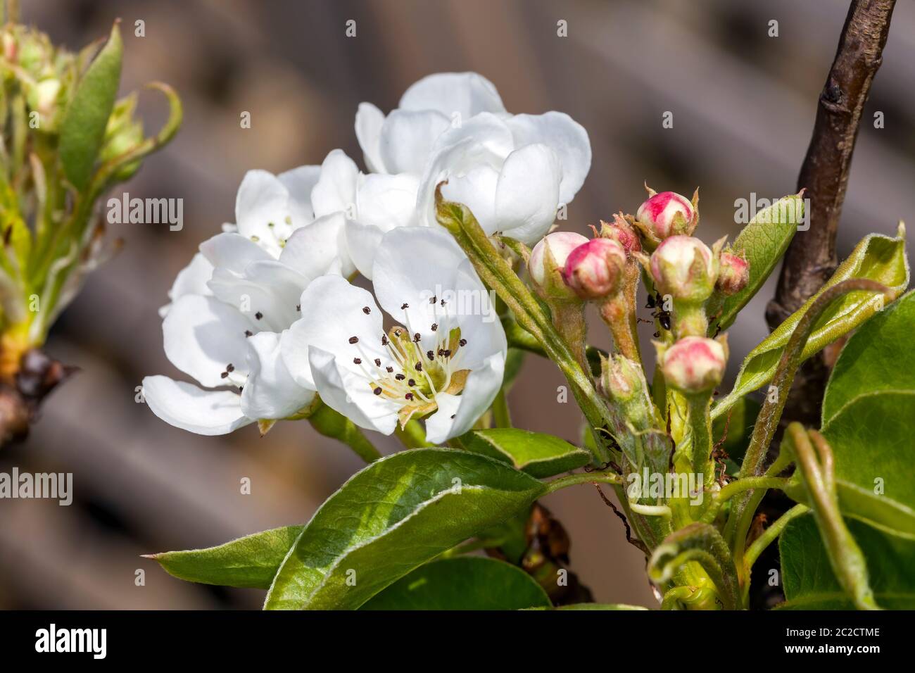 Strauch apfel -Fotos und -Bildmaterial in hoher Auflösung – Alamy