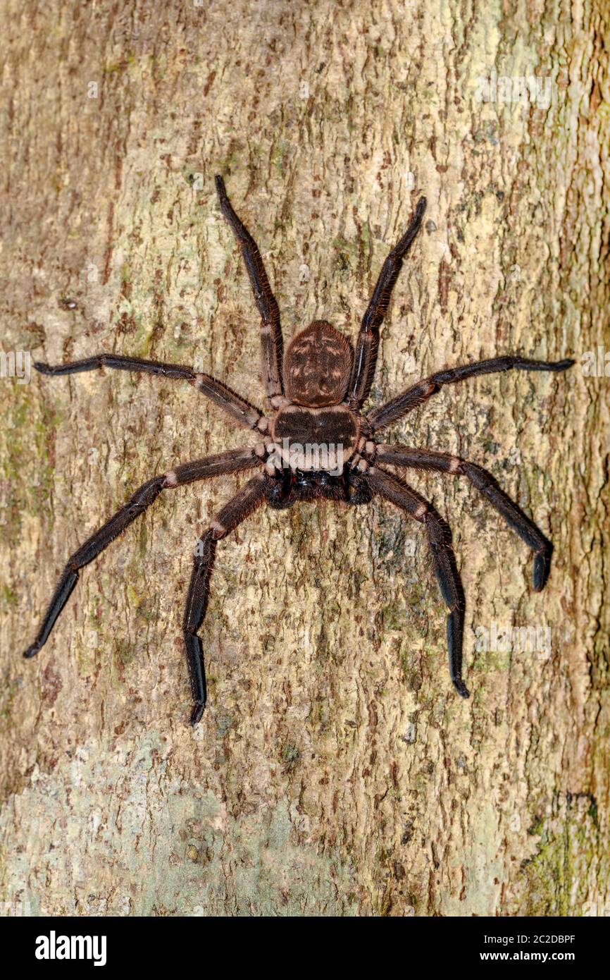 Die riesenspinne Huntsman auf Baumstamm. Huntsman Spider ist Mitglieder ...