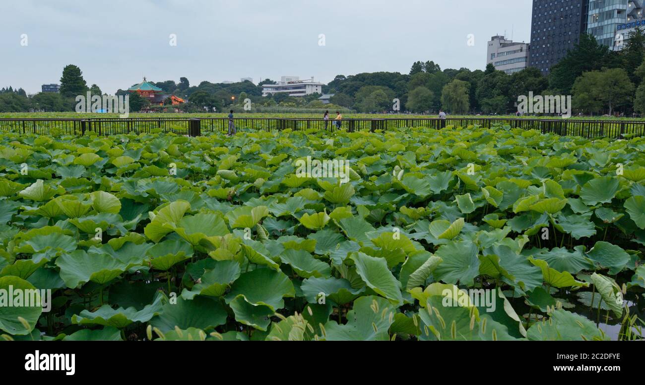 Shinobazu lake ueno park -Fotos und -Bildmaterial in hoher Auflösung ...