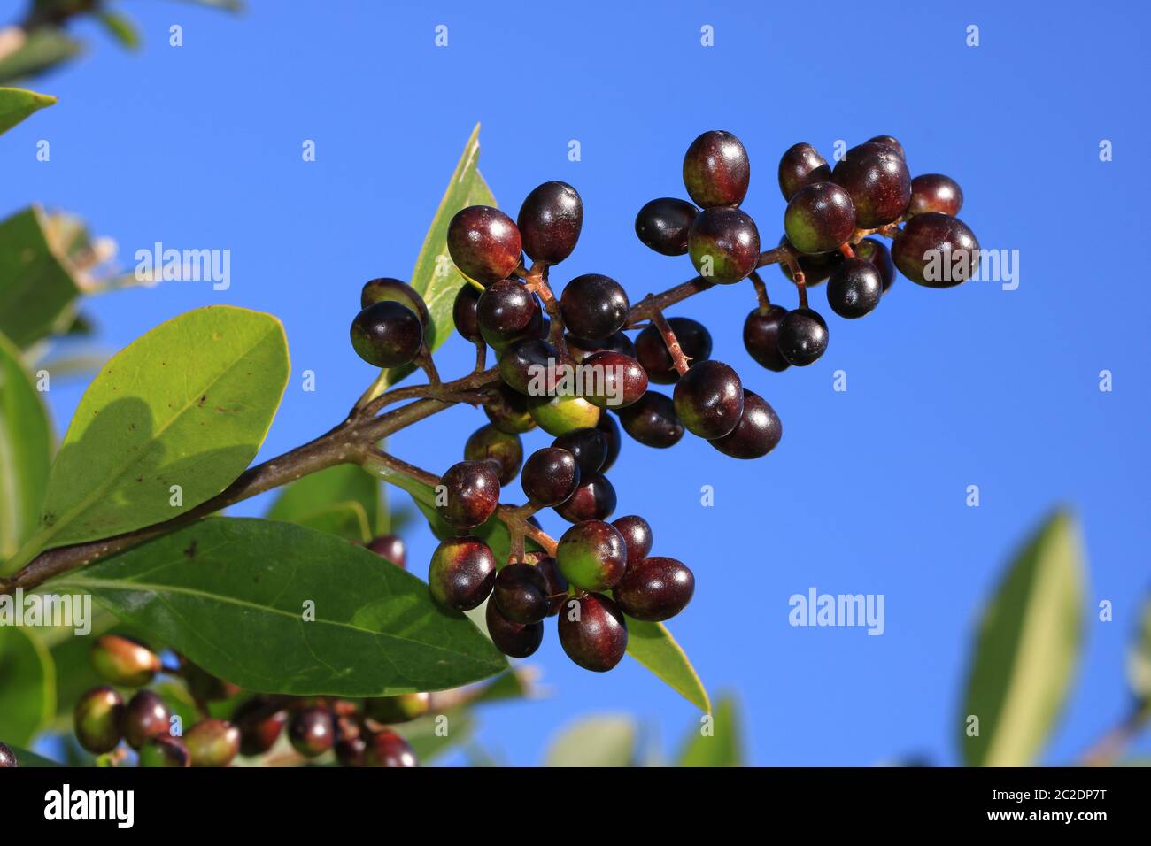 Wild privet ligustrum vulgare -Fotos und -Bildmaterial in hoher ...