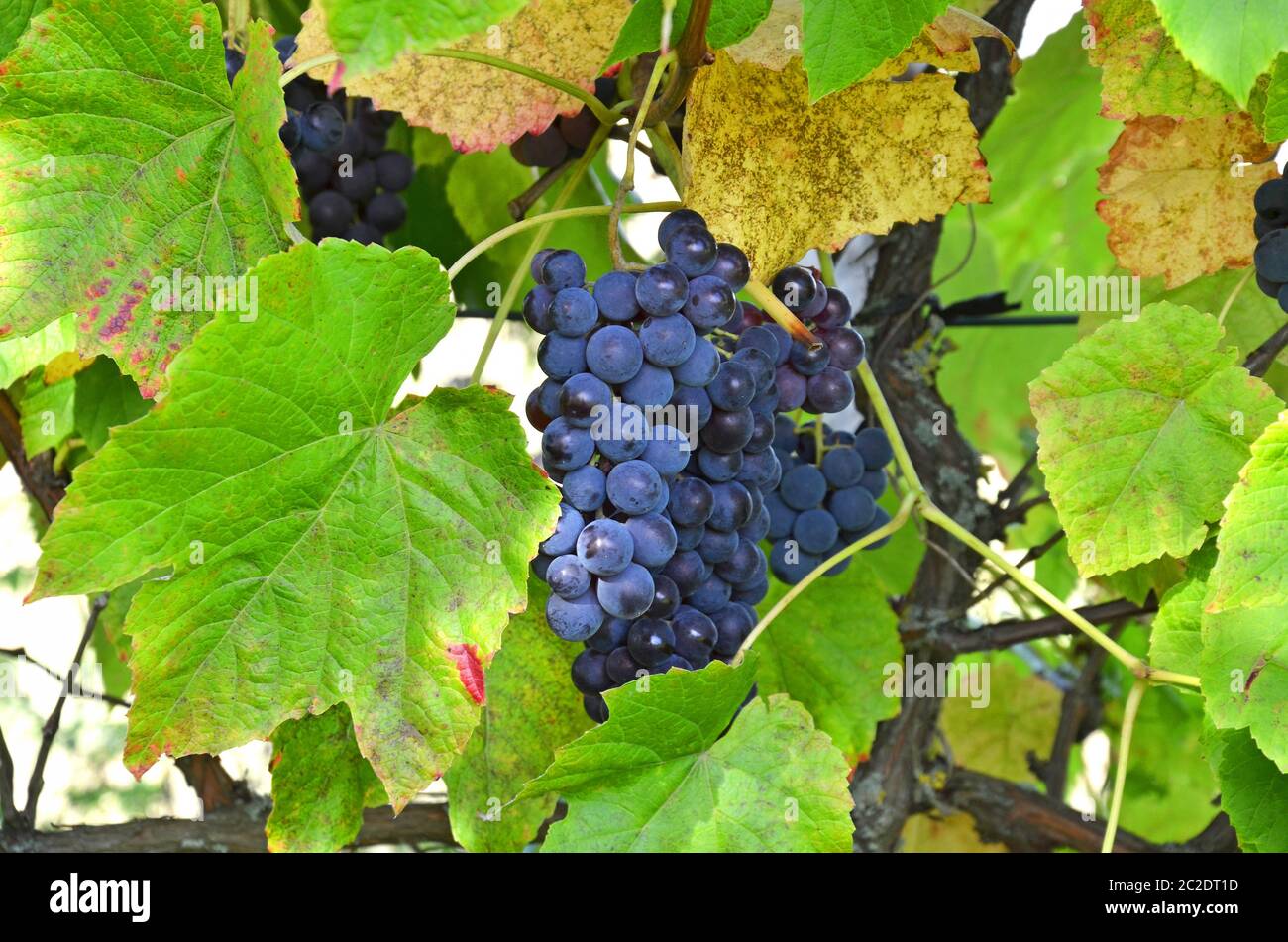 Trauben im herbst -Fotos und -Bildmaterial in hoher Auflösung – Alamy