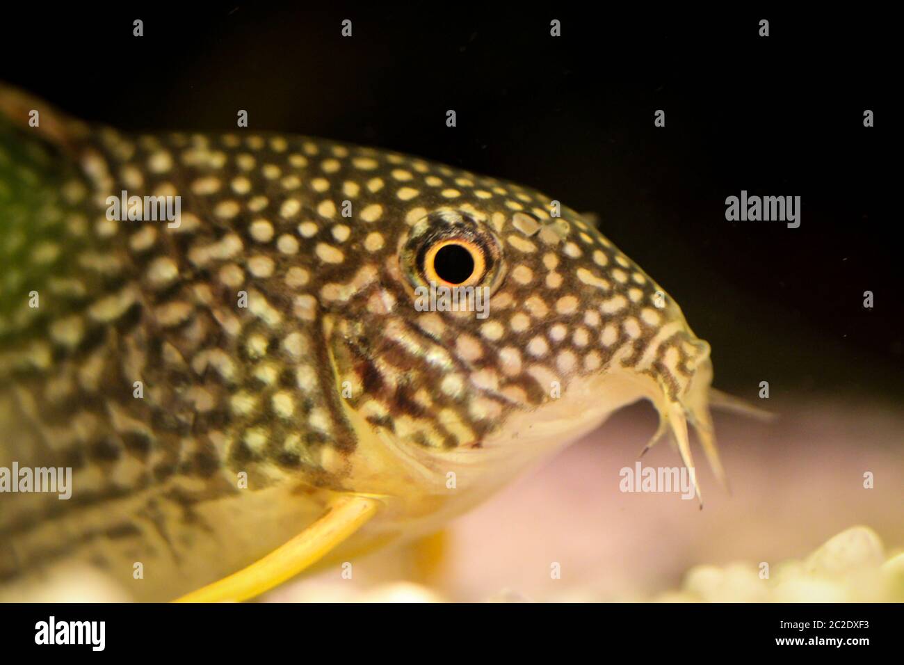 Wels aquarium -Fotos und -Bildmaterial in hoher Auflösung – Alamy