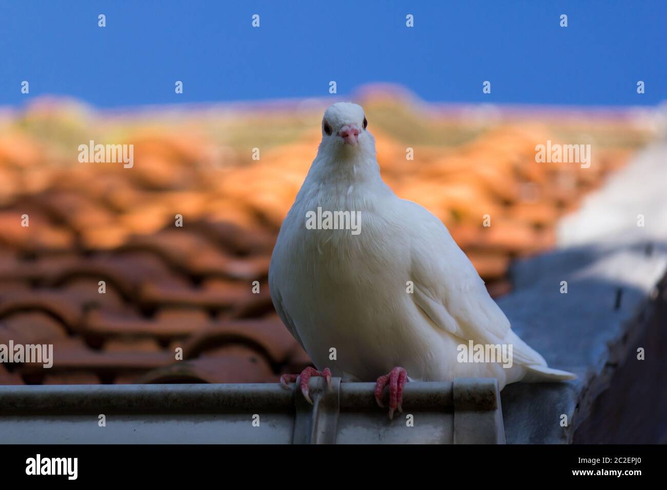 Taube mit weissen kopf -Fotos und -Bildmaterial in hoher Auflösung – Alamy