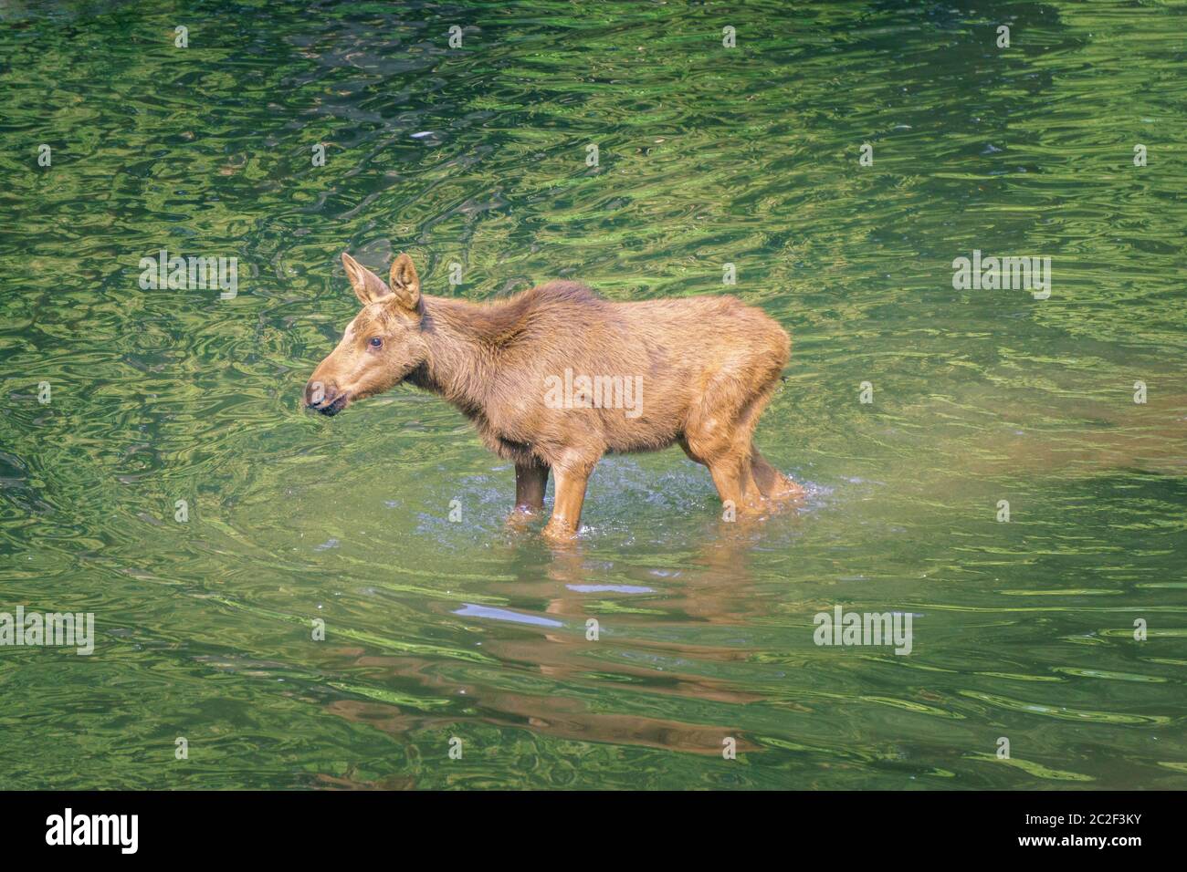 Elk mother and baby -Fotos und -Bildmaterial in hoher Auflösung – Alamy