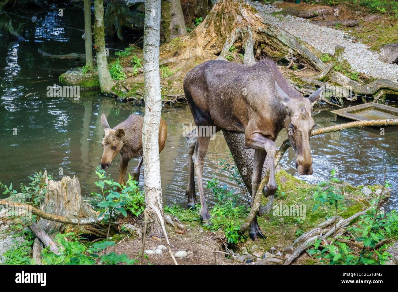 Baby und mutter elch -Fotos und -Bildmaterial in hoher Auflösung – Alamy