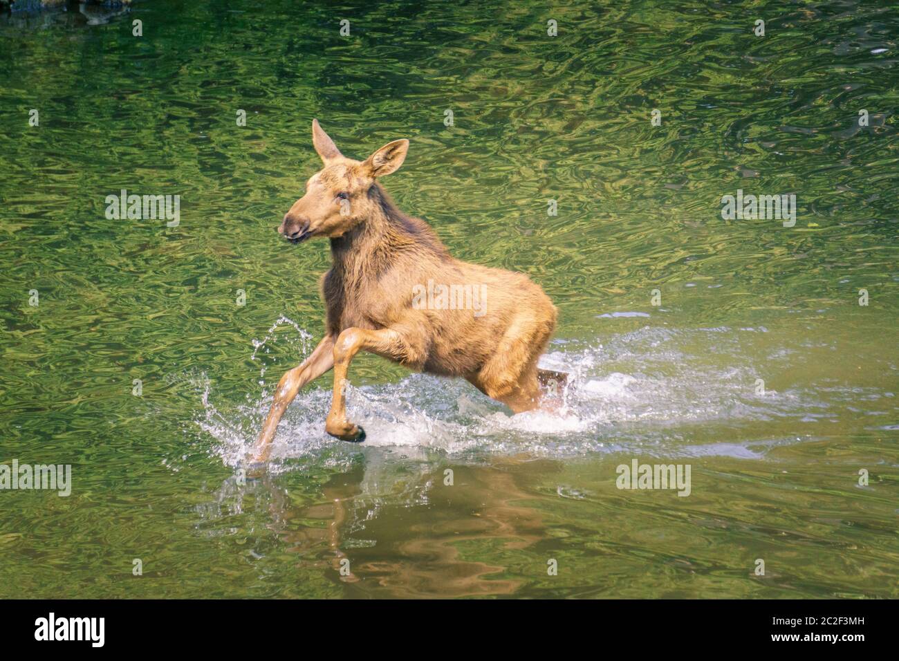 Elk mother and baby -Fotos und -Bildmaterial in hoher Auflösung – Alamy