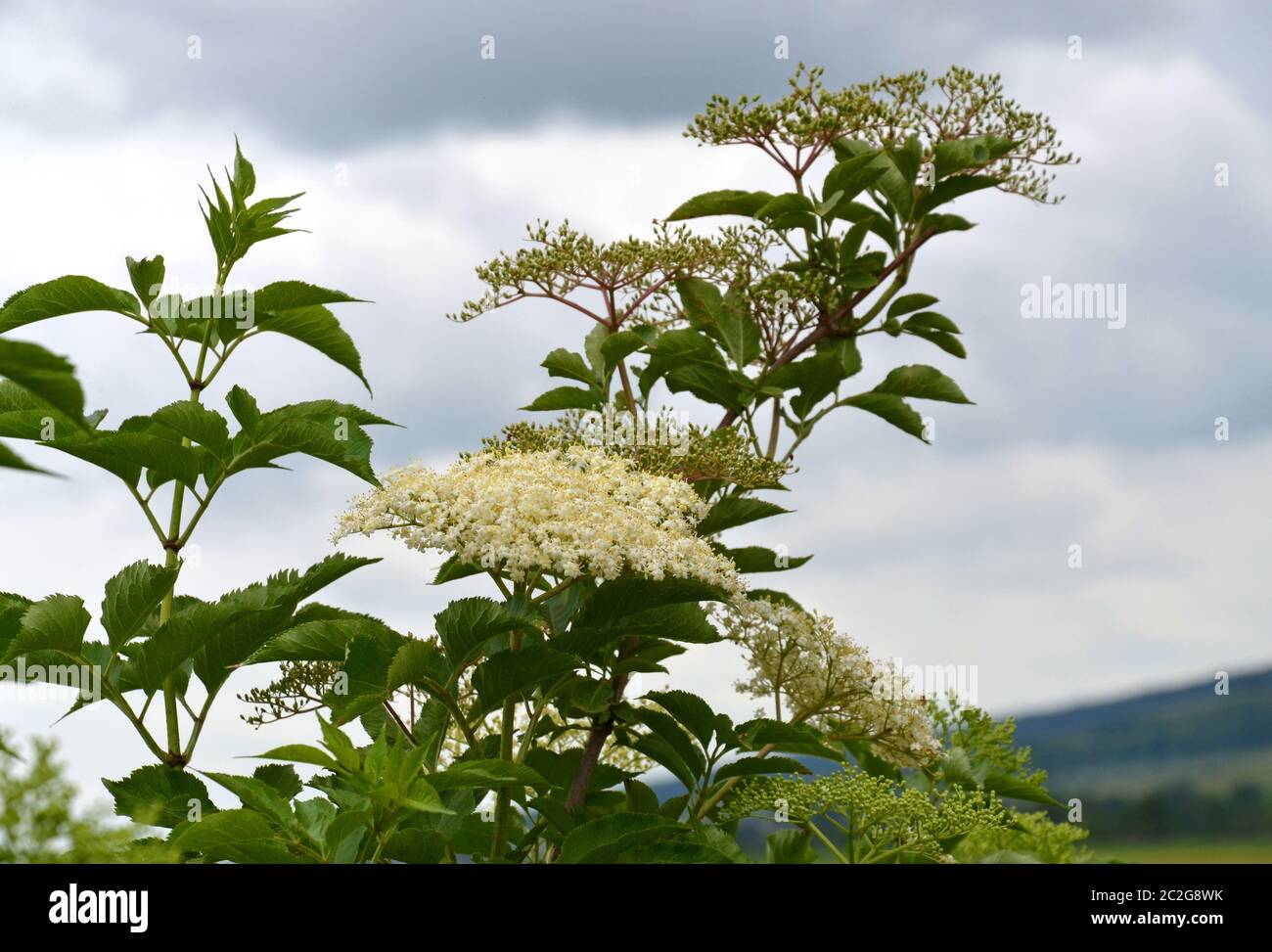 Holunder baum -Fotos und -Bildmaterial in hoher Auflösung – Alamy