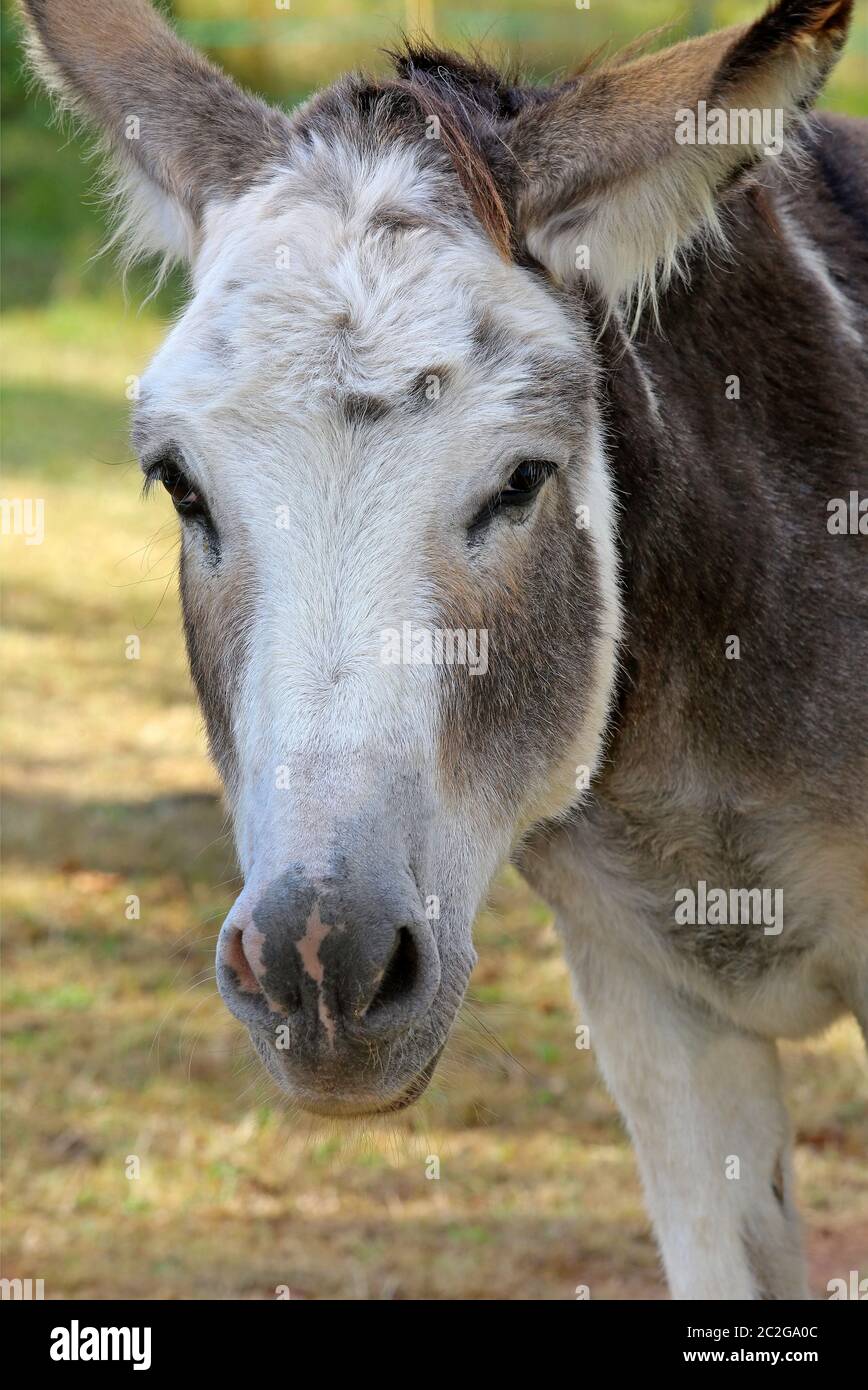 Grauer esel -Fotos und -Bildmaterial in hoher Auflösung – Alamy