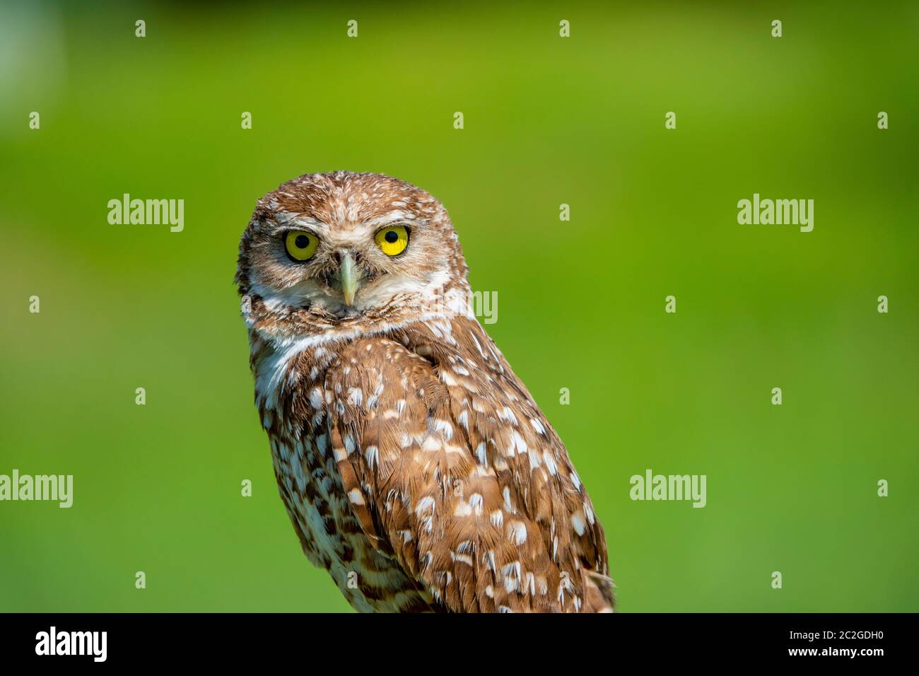 Florida Eulen Stockfotos und -bilder Kaufen - Alamy