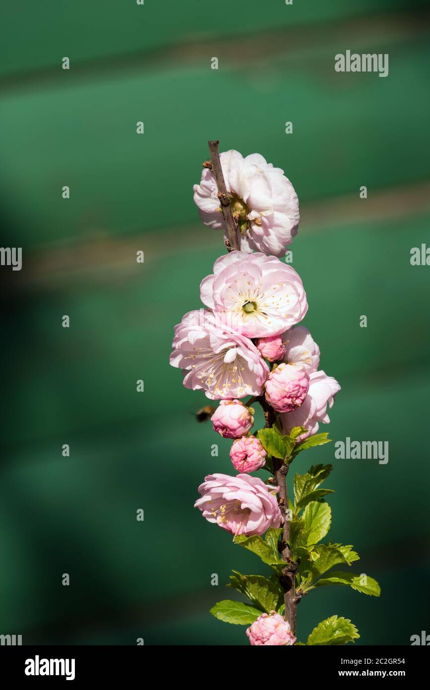 Almond tree prunus triloba mandelbaum -Fotos und -Bildmaterial in hoher ...