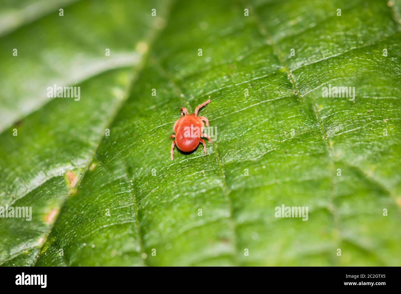 Spinne auf blattstruktur -Fotos und -Bildmaterial in hoher Auflösung ...