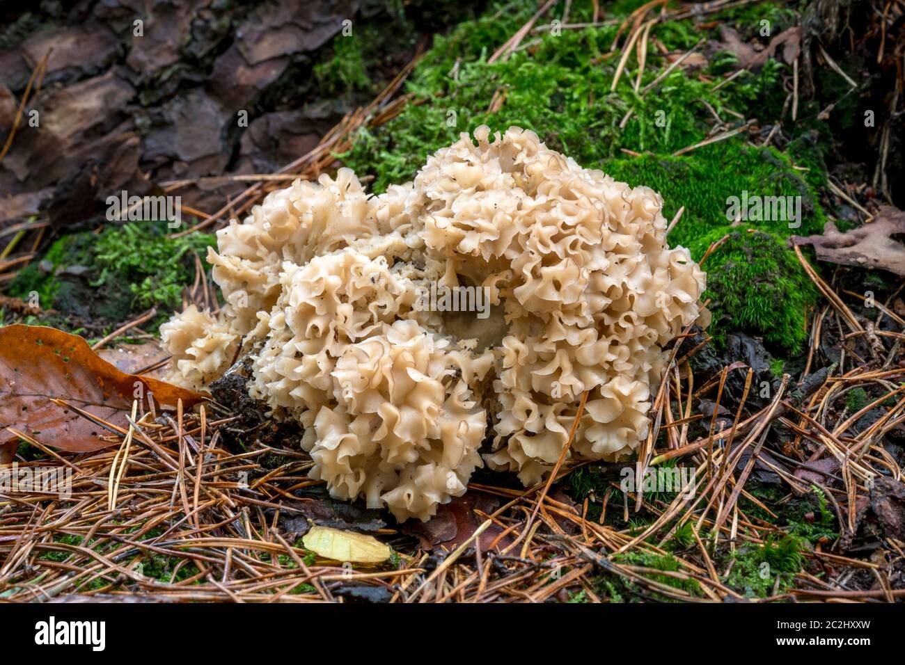 Blumenkohl Pilz wächst auf dem Stamm einer Tanne mit Herbst Laub und ...