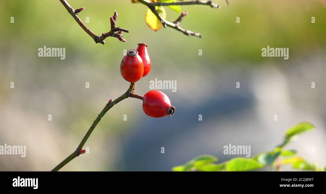 Botanik hagebutte -Fotos und -Bildmaterial in hoher Auflösung – Alamy