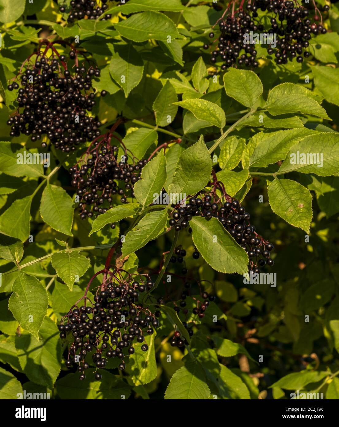 Schwarzer holunder sambucus nigra -Fotos und -Bildmaterial in hoher ...