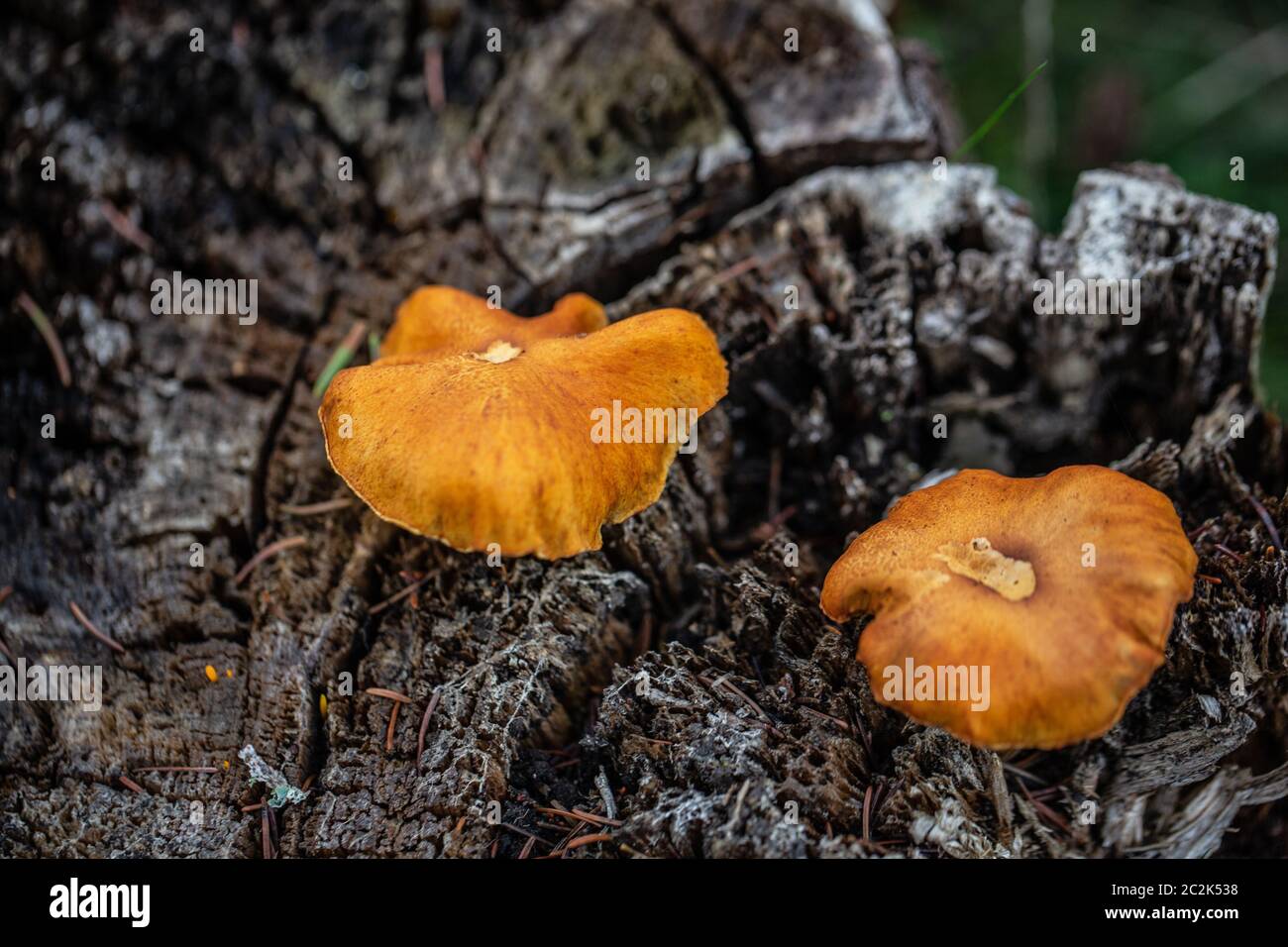 Hyphen pilze -Fotos und -Bildmaterial in hoher Auflösung – Alamy