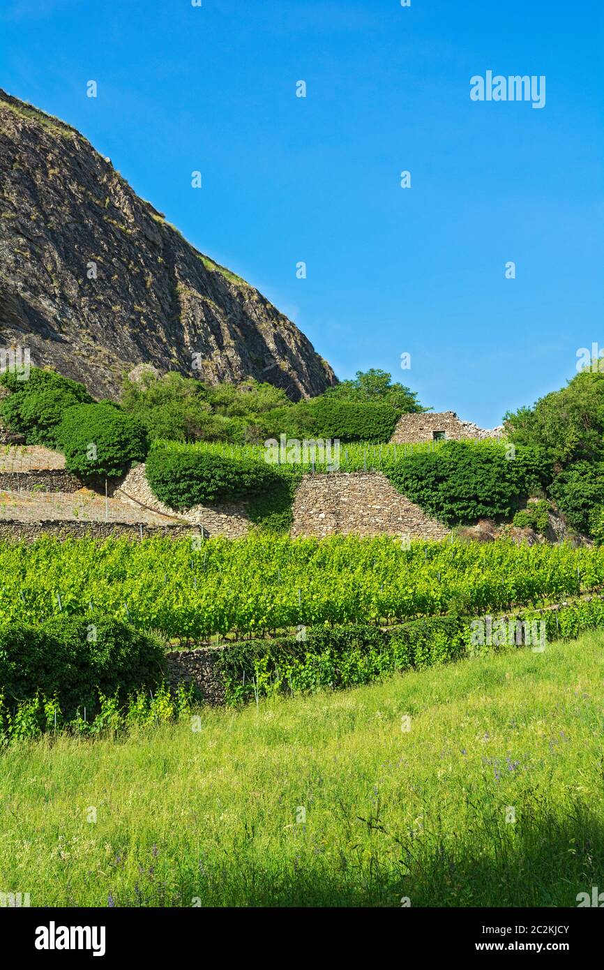Switzerland valais wine -Fotos und -Bildmaterial in hoher Auflösung – Alamy
