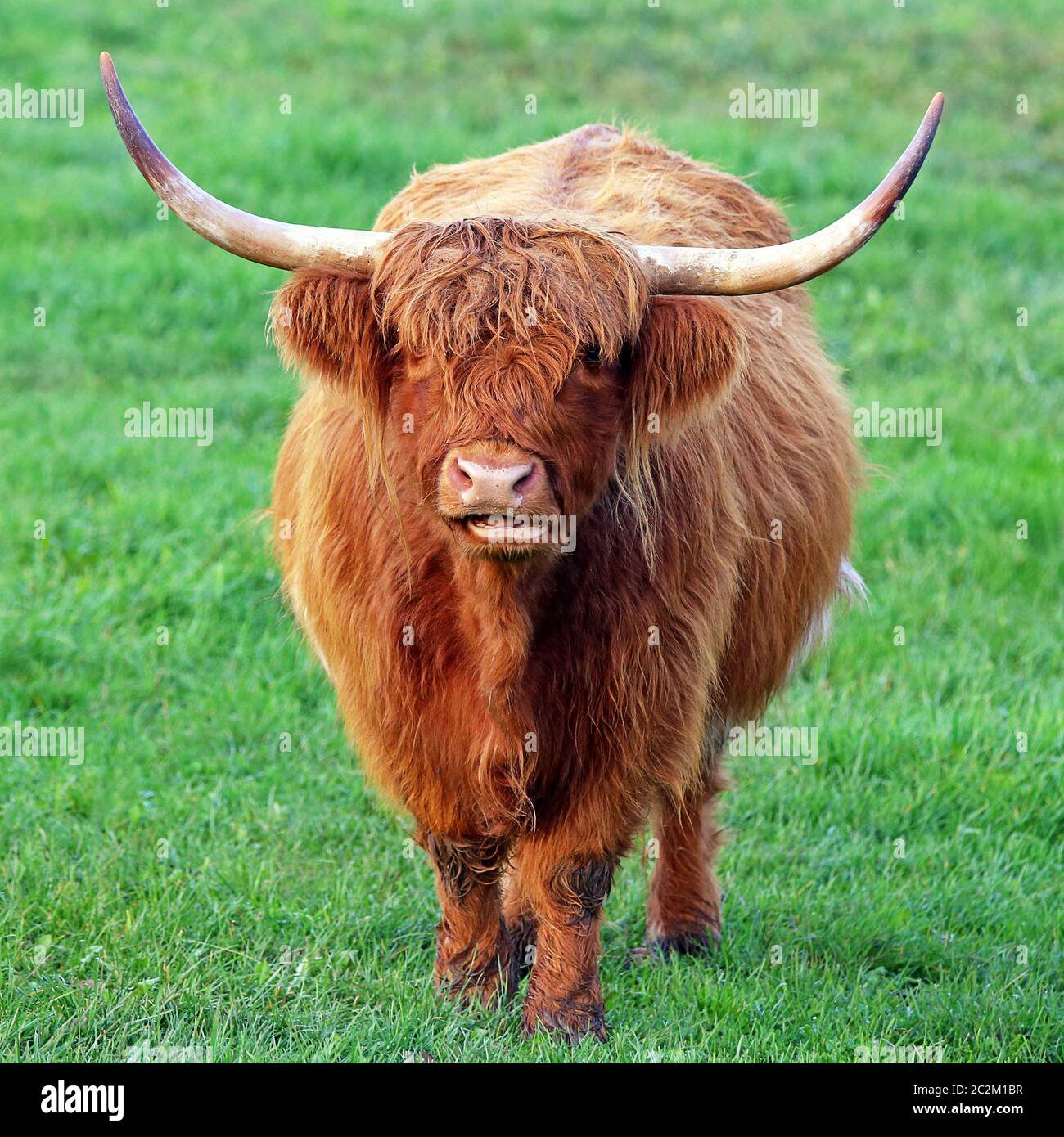 Kyloe rasse -Fotos und -Bildmaterial in hoher Auflösung – Alamy