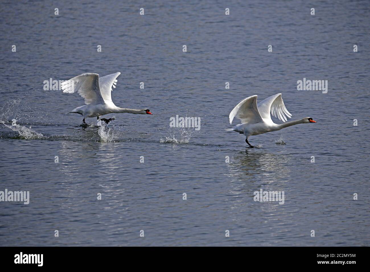 Aggressiver schwan -Fotos und -Bildmaterial in hoher Auflösung – Alamy