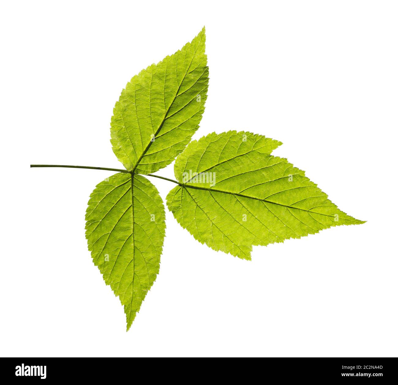 Asche design -Fotos und -Bildmaterial in hoher Auflösung – Alamy