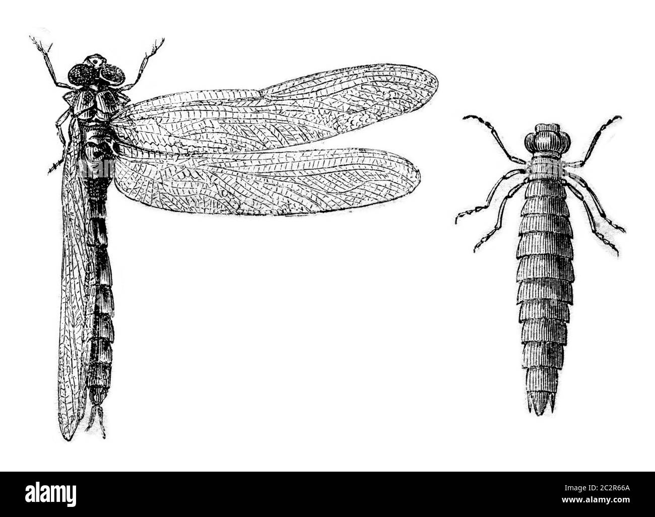 Libellula depressa larva Stockfotos und -bilder Kaufen - Alamy