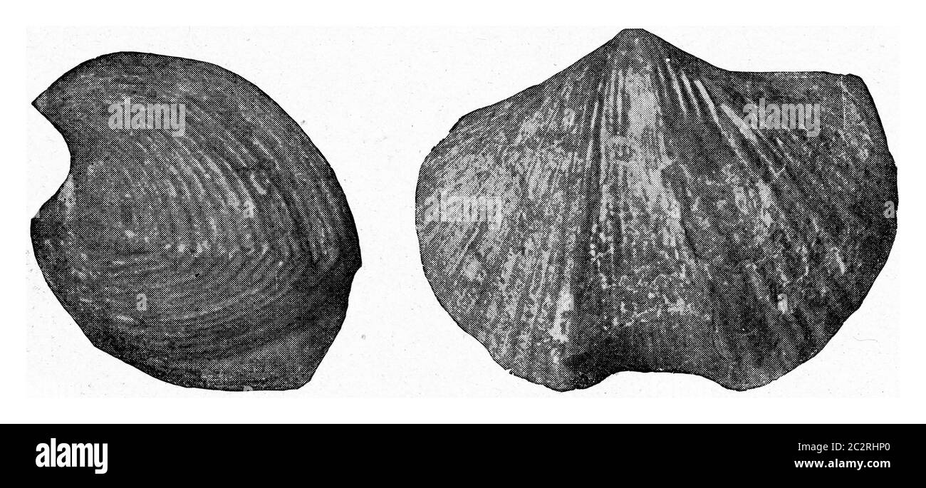 Schwarzer karbonhaltiger kalkstein Schwarzweiß-Stockfotos und -bilder ...
