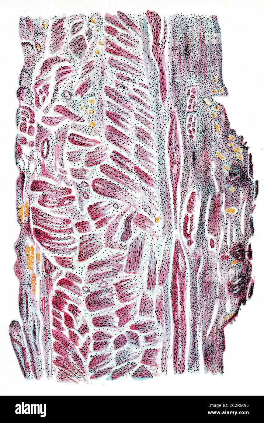 Hematoxylin and eosin stain -Fotos und -Bildmaterial in hoher Auflösung – Alamy