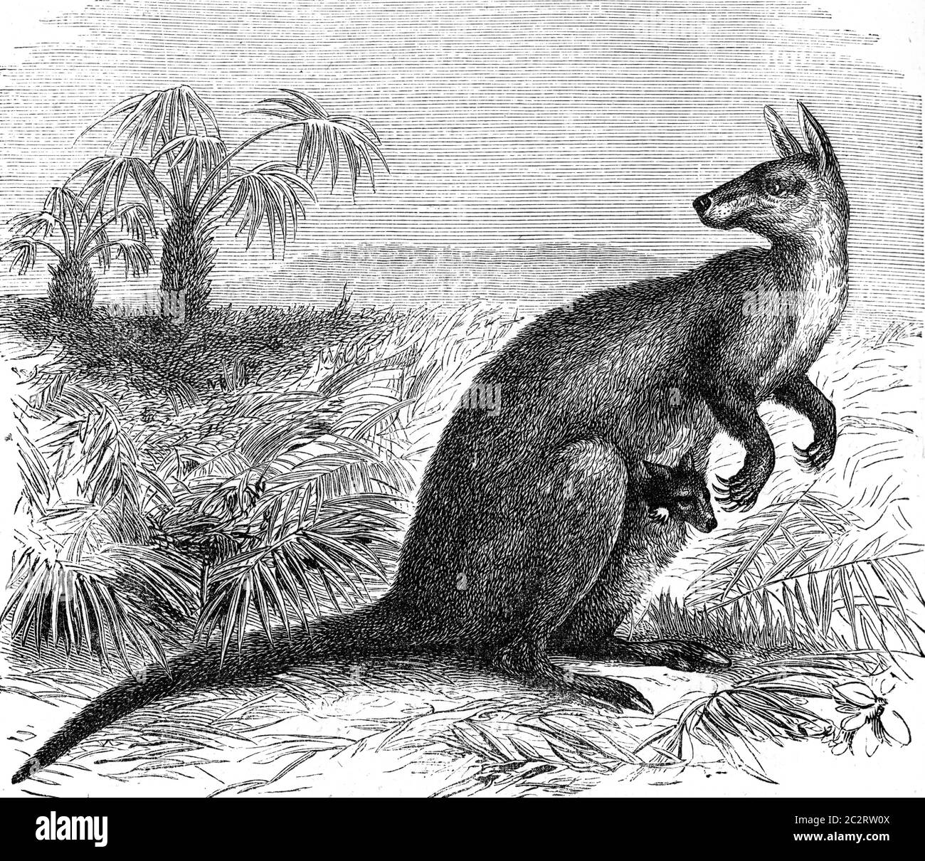 Kangaroo rat Stockfotos und -bilder Kaufen - Alamy