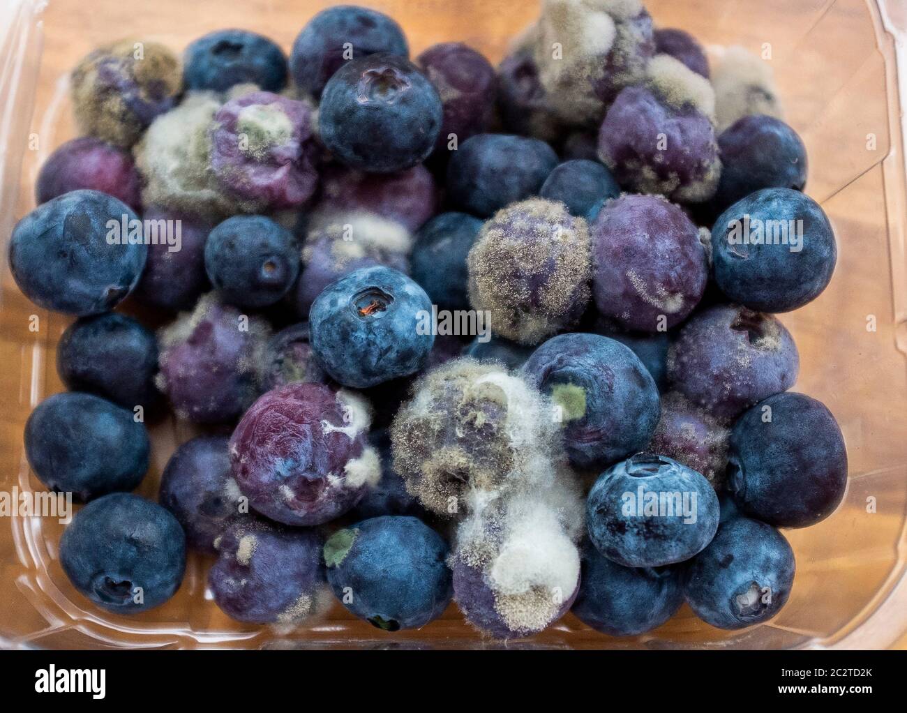 Frische Heidelbeeren, die weit hinter ihrem Verkauf nach Datum gegangen ...