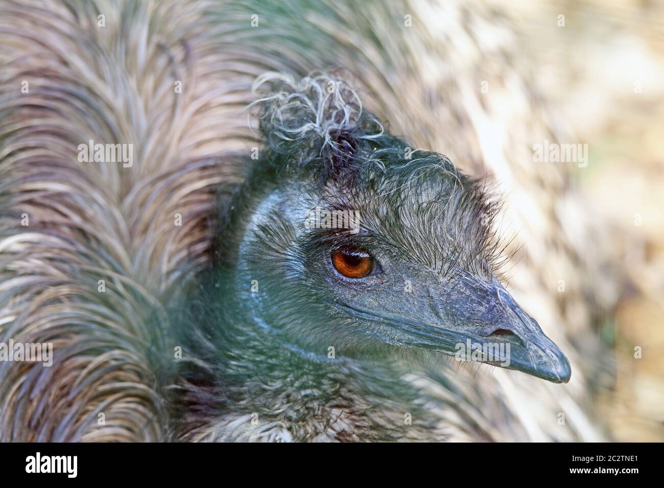 Der grosse emu -Fotos und -Bildmaterial in hoher Auflösung – Alamy