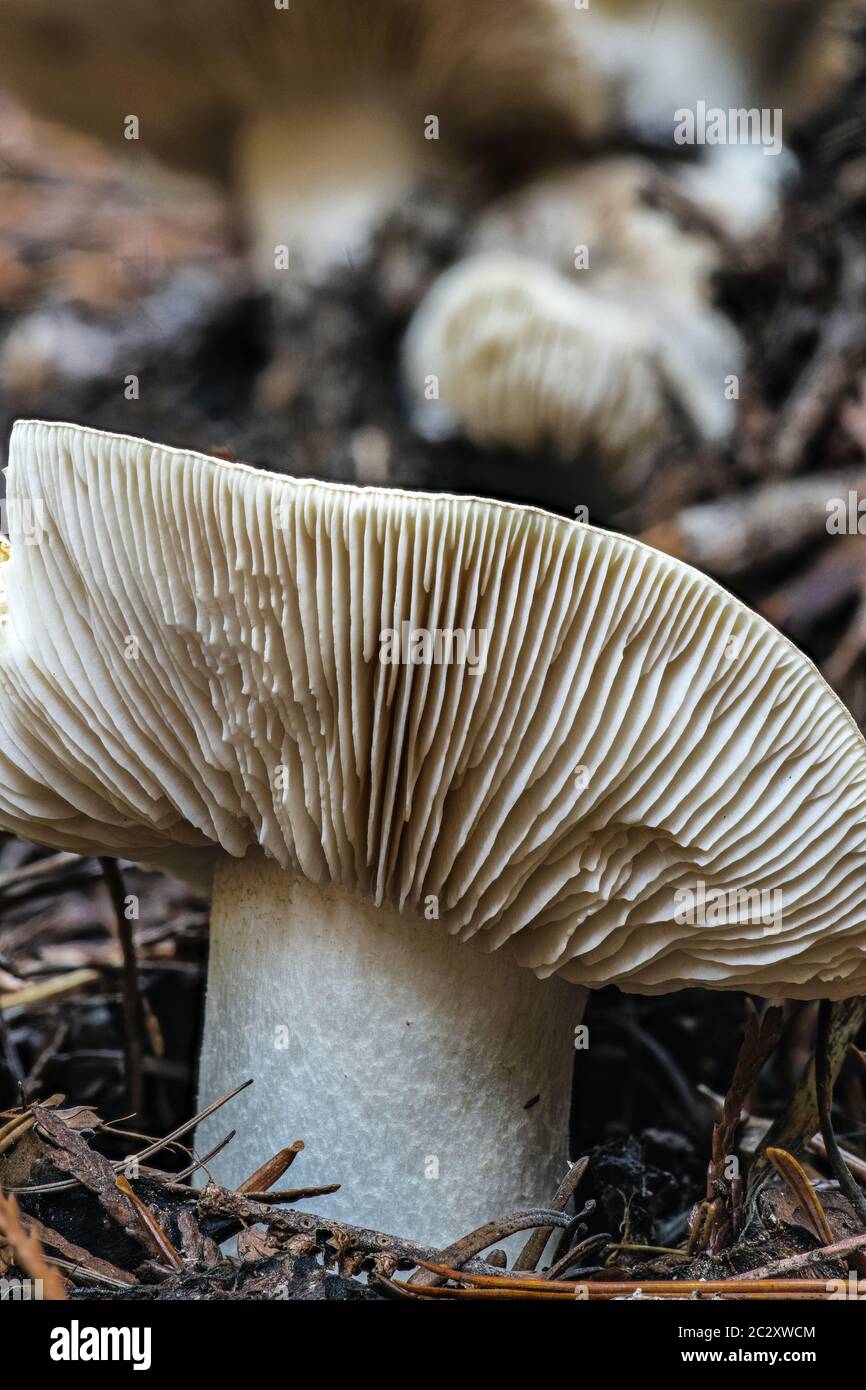 Lepiota felina -Fotos und -Bildmaterial in hoher Auflösung – Alamy