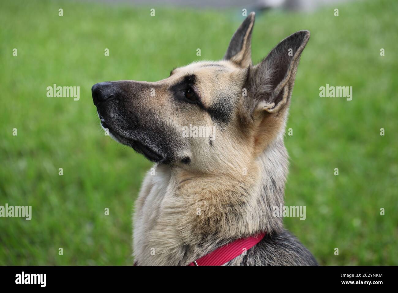 Shepard dog -Fotos und -Bildmaterial in hoher Auflösung – Alamy