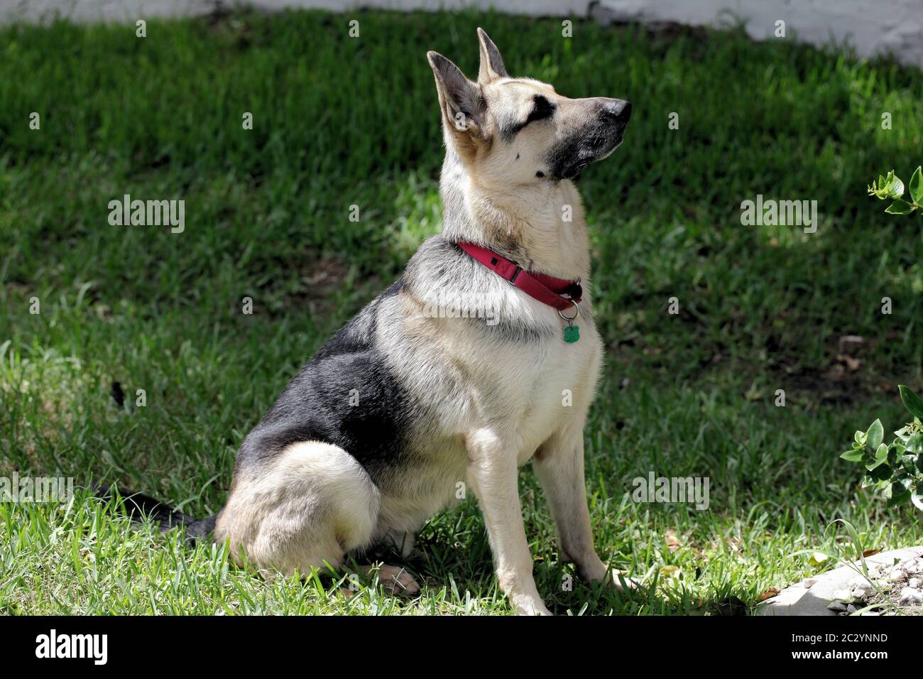 Shepard dog -Fotos und -Bildmaterial in hoher Auflösung – Alamy