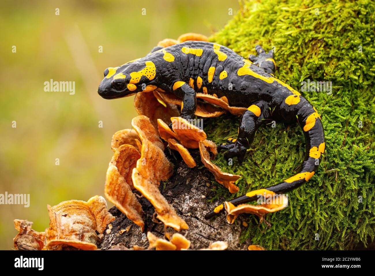 Feuersalamander, Salamandra salamandra, seitwärts von einem ...